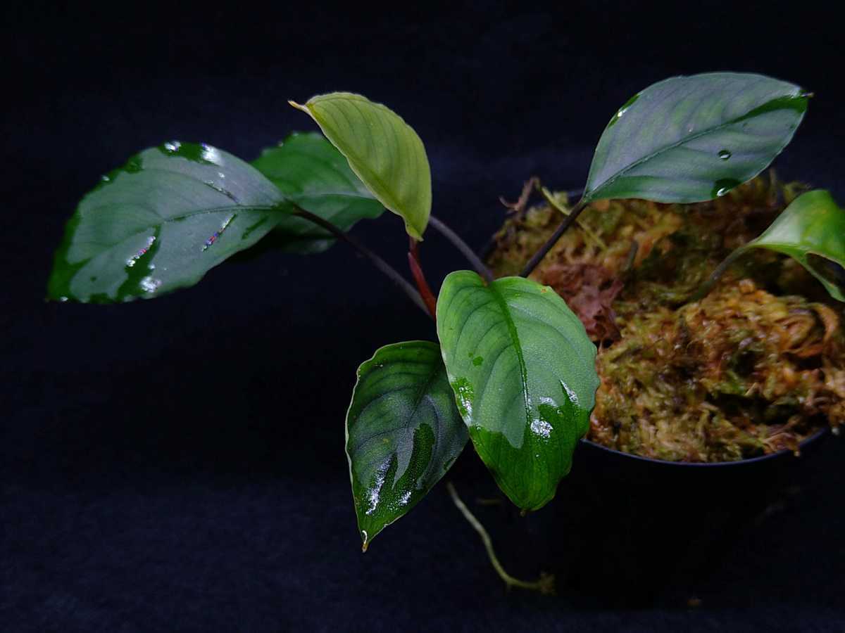 【傷や汚れあり】Piptospatha sp. Kalimantan barat ピプトスパサsp 西カリマンタン パルダリウム の落札情報 ...