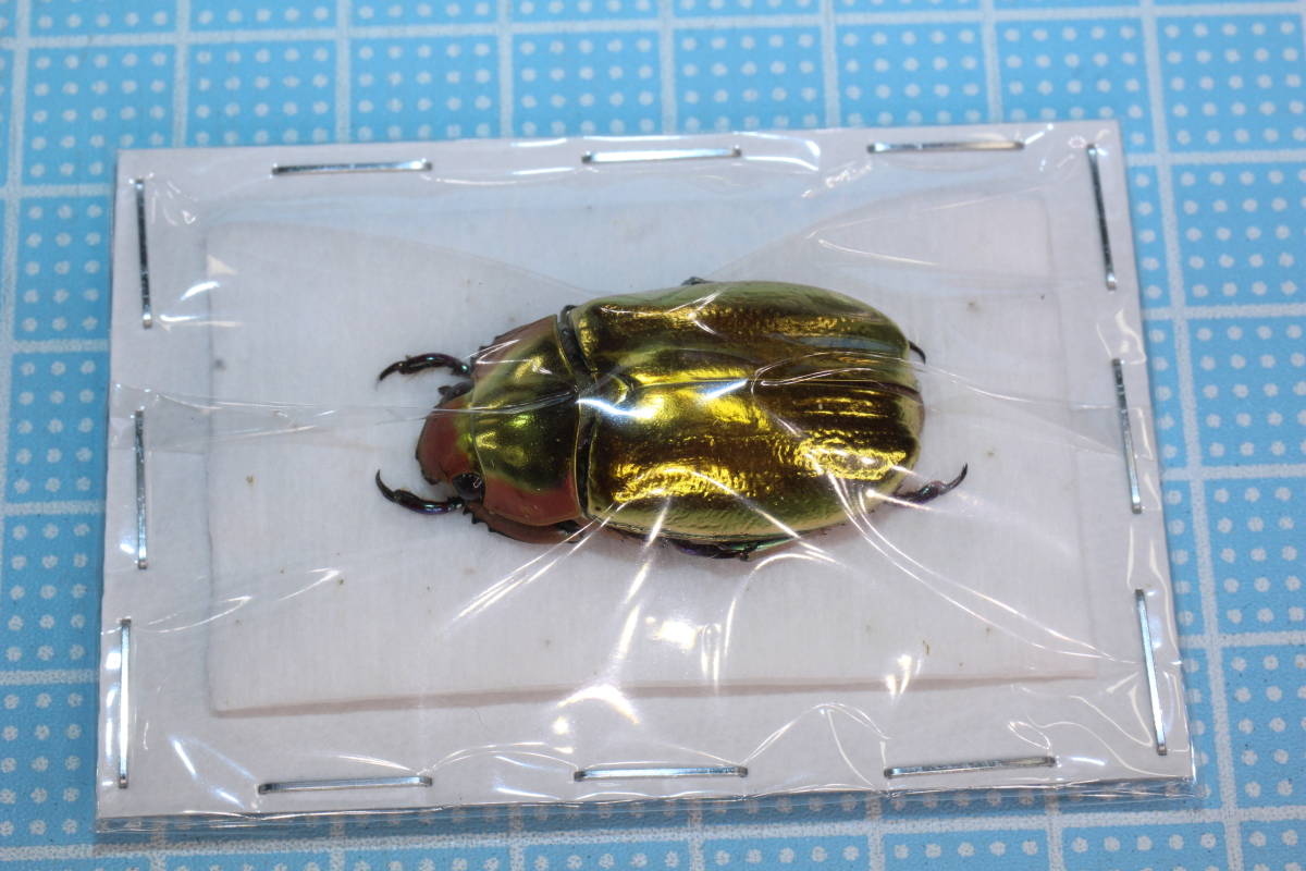 【目立った傷や汚れなし】【標本】#9457 コスタリカ産 アウリガンスプラチナコガネ ★落札合計金額￥5,000以上で定形外送料無料！！の落札 ...