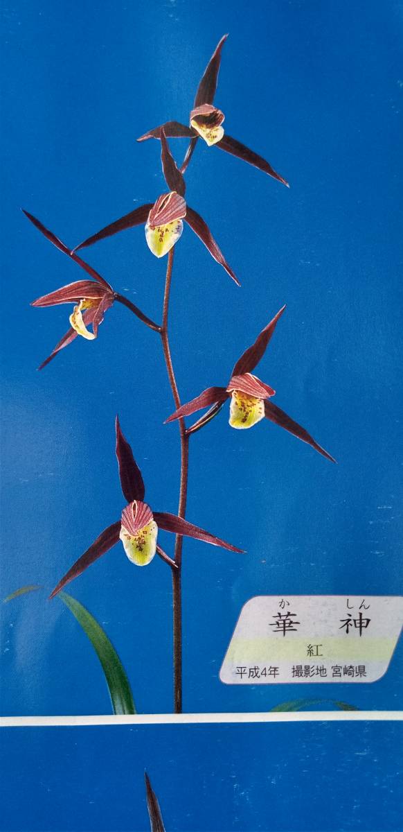 【未使用】寒蘭 登録銘品・華神成木w芽 紅 2の落札情報詳細 - Yahoo!オークション落札価格検索 オークフリー