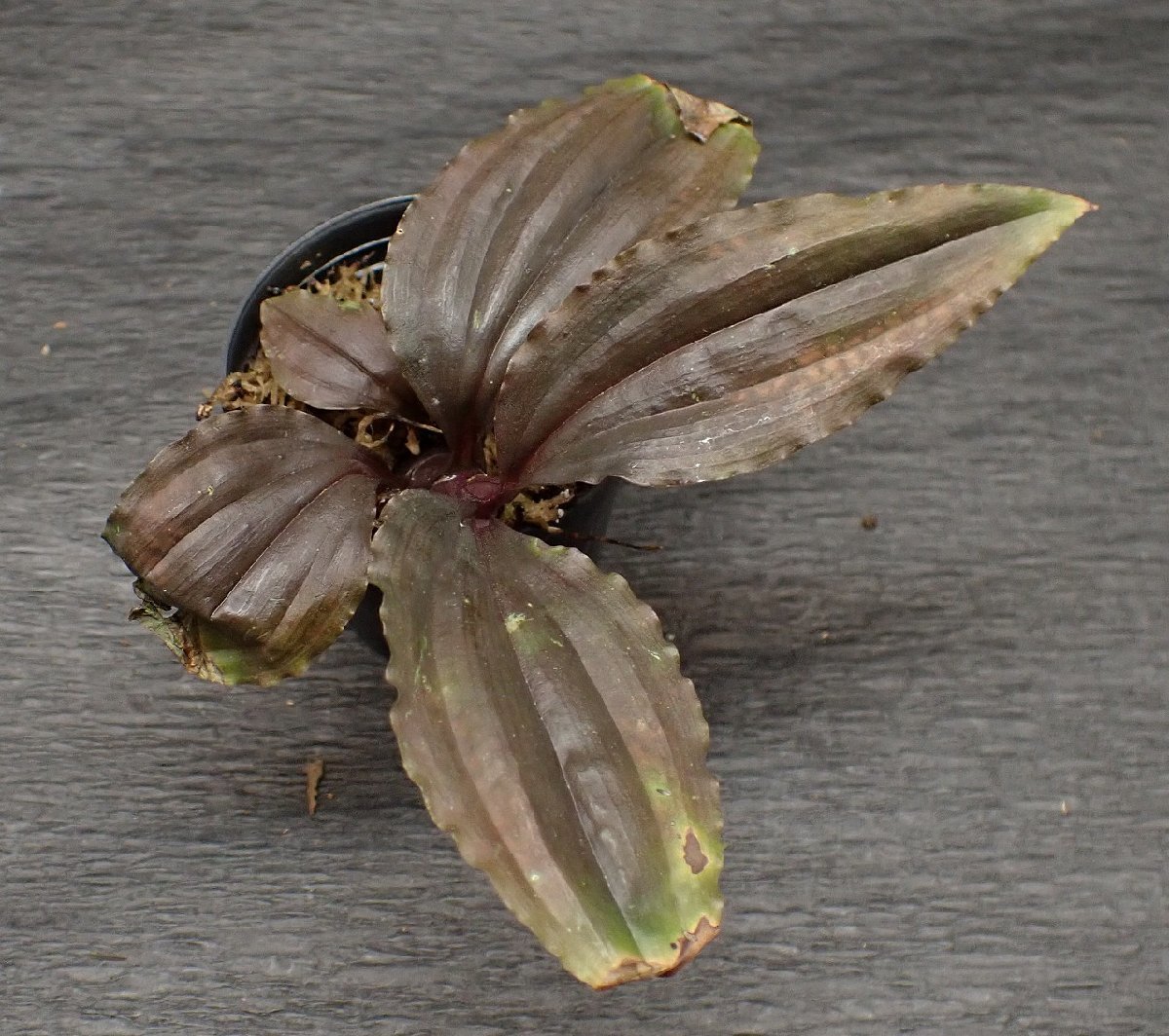 【傷や汚れあり】Crepidium purpureum クレピディウム・プルプレウム★小型ラン苗TT★第四種抜苗送料無料★税別1円スタート ...