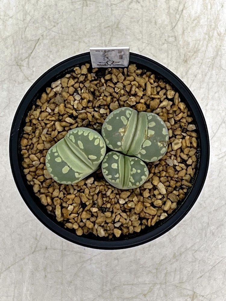 【未使用】Lithops otzeniana 40 km NNW of Loeriesfontein リトープス C-350 大津絵 2寸 ...