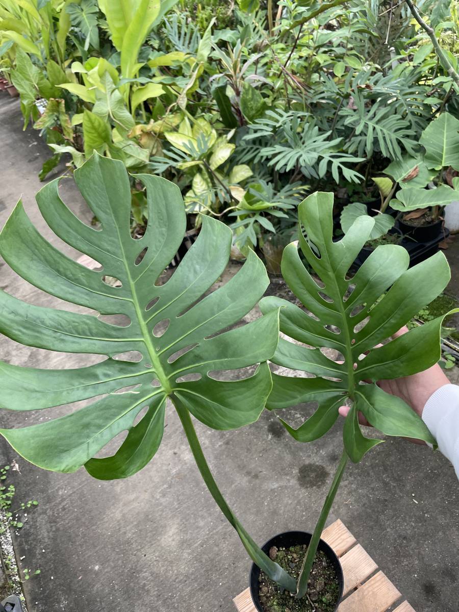 【未使用】[Pof]Monstera deliciosa compacta モンステラ・デリシオサ・コンパクタの落札情報詳細 - ヤフオク落札 ...