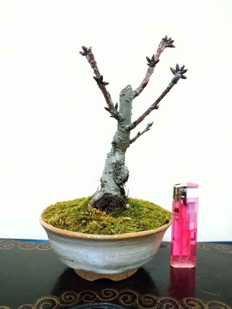 【やや傷や汚れあり】桜 桜盆栽 盆栽 極太 小品盆栽 小品 旭山桜 苔 樹高約16.5cm 手作り鉢使用（imt-005）の落札情報詳細 ...