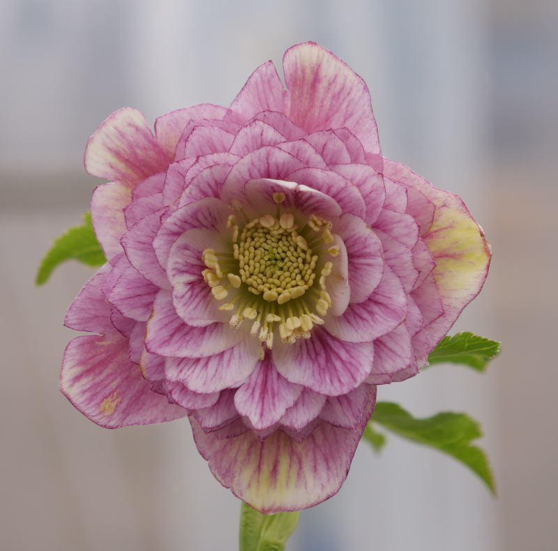 【未使用】開花株クリスマスローズ・ddピンクグラデーション 273の落札情報詳細 ヤフオク落札価格検索 オークフリー