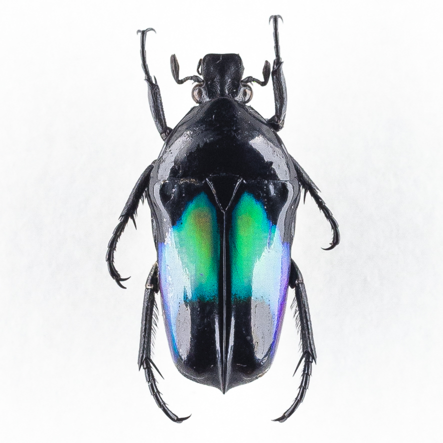 【未使用】D. modestus 09B ホウセキホソカナブン スラウェシ島の落札情報詳細 - ヤフオク落札価格検索 オークフリー