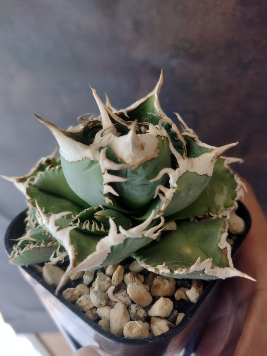 【傷や汚れあり】【AGAVE TITANOTA 大白鯊】LIZE産 安心サイズ アガベ チタノタ 子株 ホホジロザメの落札情報詳細 - ヤフオク落札価格検索 オークフリー