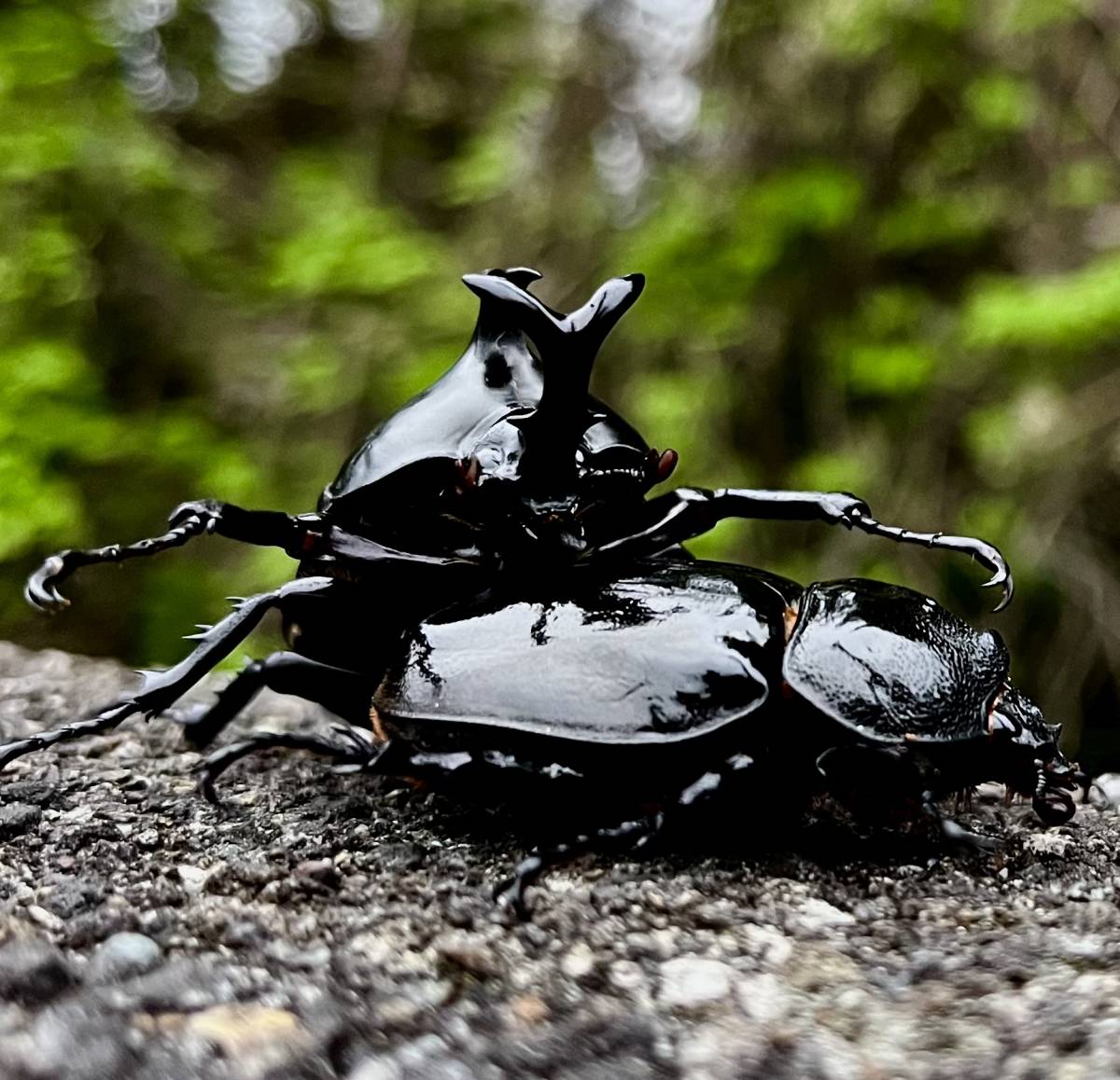 【未使用】ダビディスカブトXyloscoptes davidis【後食開始】1PAの出品と成ります。の落札情報詳細 - ヤフオク落札価格検索 ...