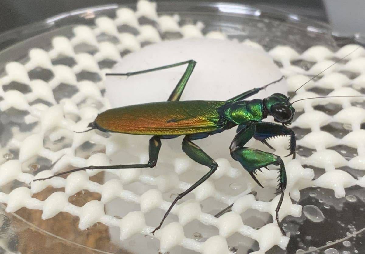 【目立った傷や汚れなし】Metallyticus splendidus マレーシア産 成虫ペア 天然物 ケンランカマキリ カマキリ ペット ...