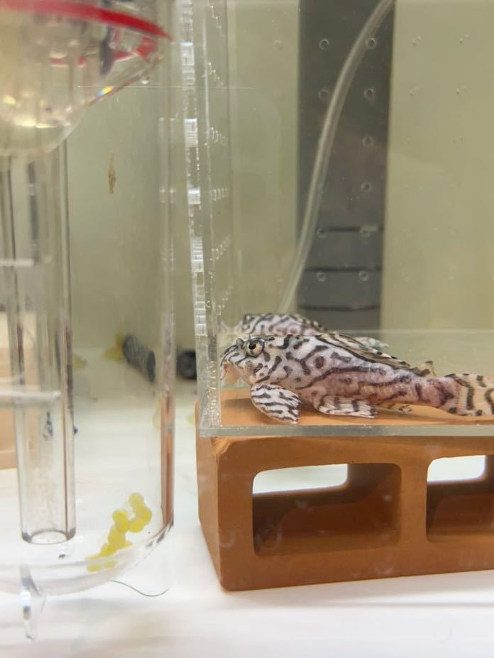 【目立った傷や汚れなし】L236SW 極上 繁殖済み 個体ペアー 月曜日発送限定 の落札情報詳細 - ヤフオク落札価格検索 オークフリー