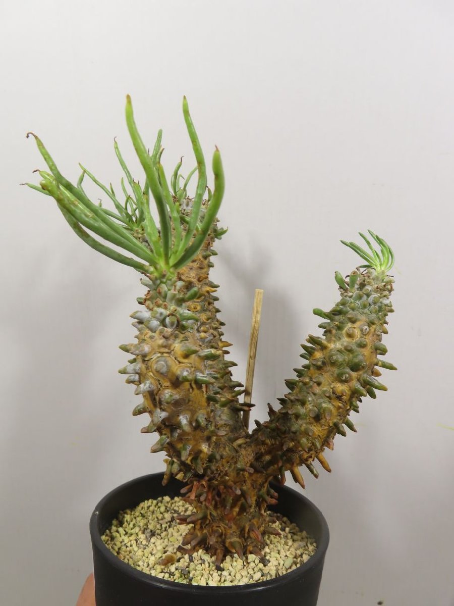 【未使用に近い】ヒ6113 「塊根植物」チレコドン ワリチー 植え【多分発根・Tylecodon wallichii・多肉植物】の落札情報詳細 - Yahoo!オークション落札価格検索 オークフリー