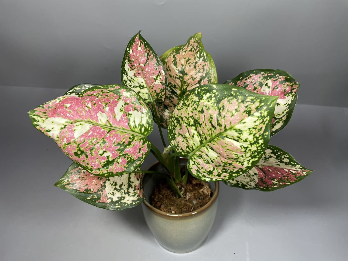 【やや傷や汚れあり】「002」Sale! アグラオネマ アンヤマニー トリカラー Aglaonema Unyamanee Tricolorの ...