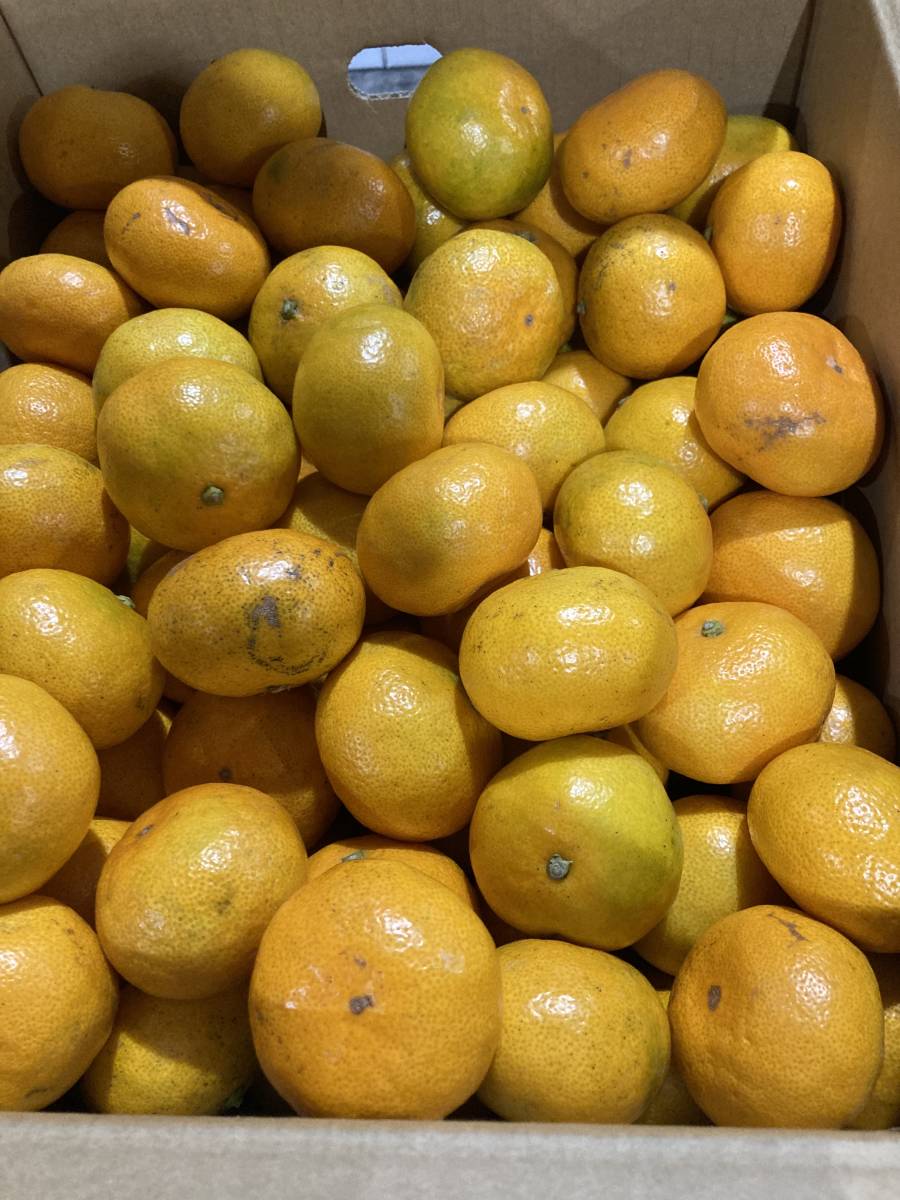 【目立った傷や汚れなし】【送料無料1円スタート♪】極早生みかん！酸っぱ甘い！ 熊本県産 みかん 10kg ミカン みかん 肥のあかりの落札情報詳細 - ヤフオク落札価格検索 オークフリー