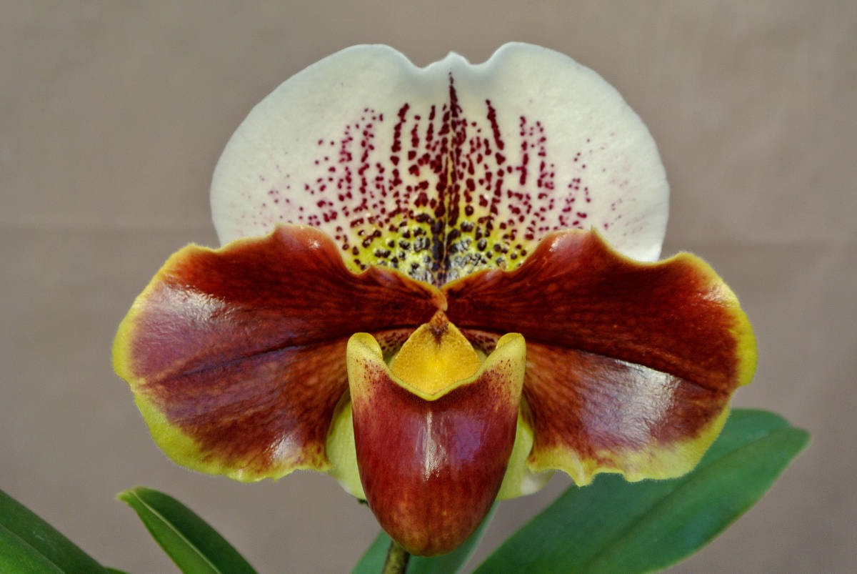 【未使用】【入賞花パフィオ ツボミ付き】Paph. Katsutawin `Ayako' BM/JOGAの落札情報詳細 - Yahoo!オークション落札価格検索 オークフリー