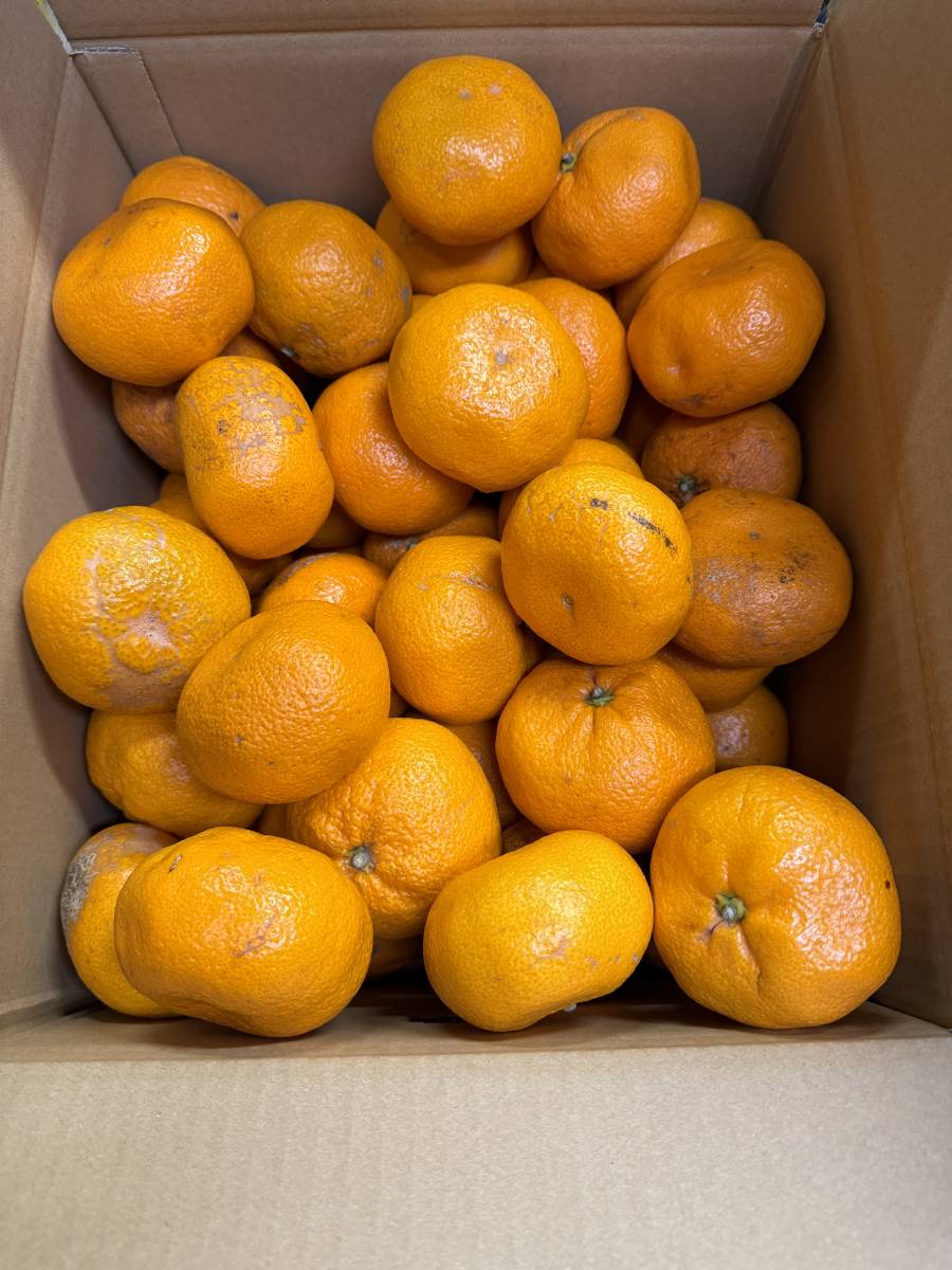 【傷や汚れあり】[訳あり！]愛知県産 晩生 青島みかん 大きな2Lサイズ 10kg（箱込み） 味のってます 甘くて美味しいです！の落札情報詳細 - ヤフオク落札価格検索 オークフリー