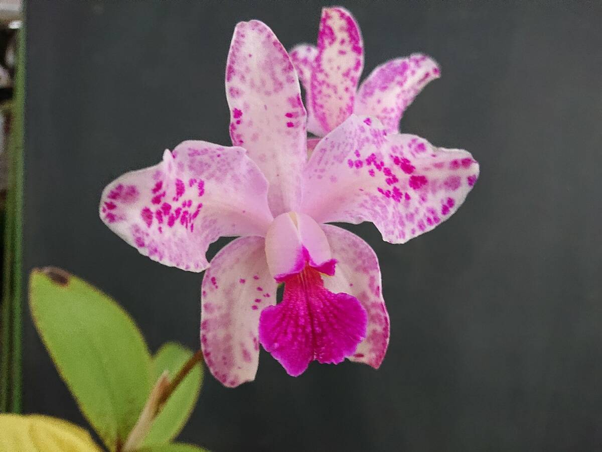 【植物】HIF洋蘭 712 C. amethystoglossa x sib. ('Ching Hua Flare' x 'C.H.Giant ...