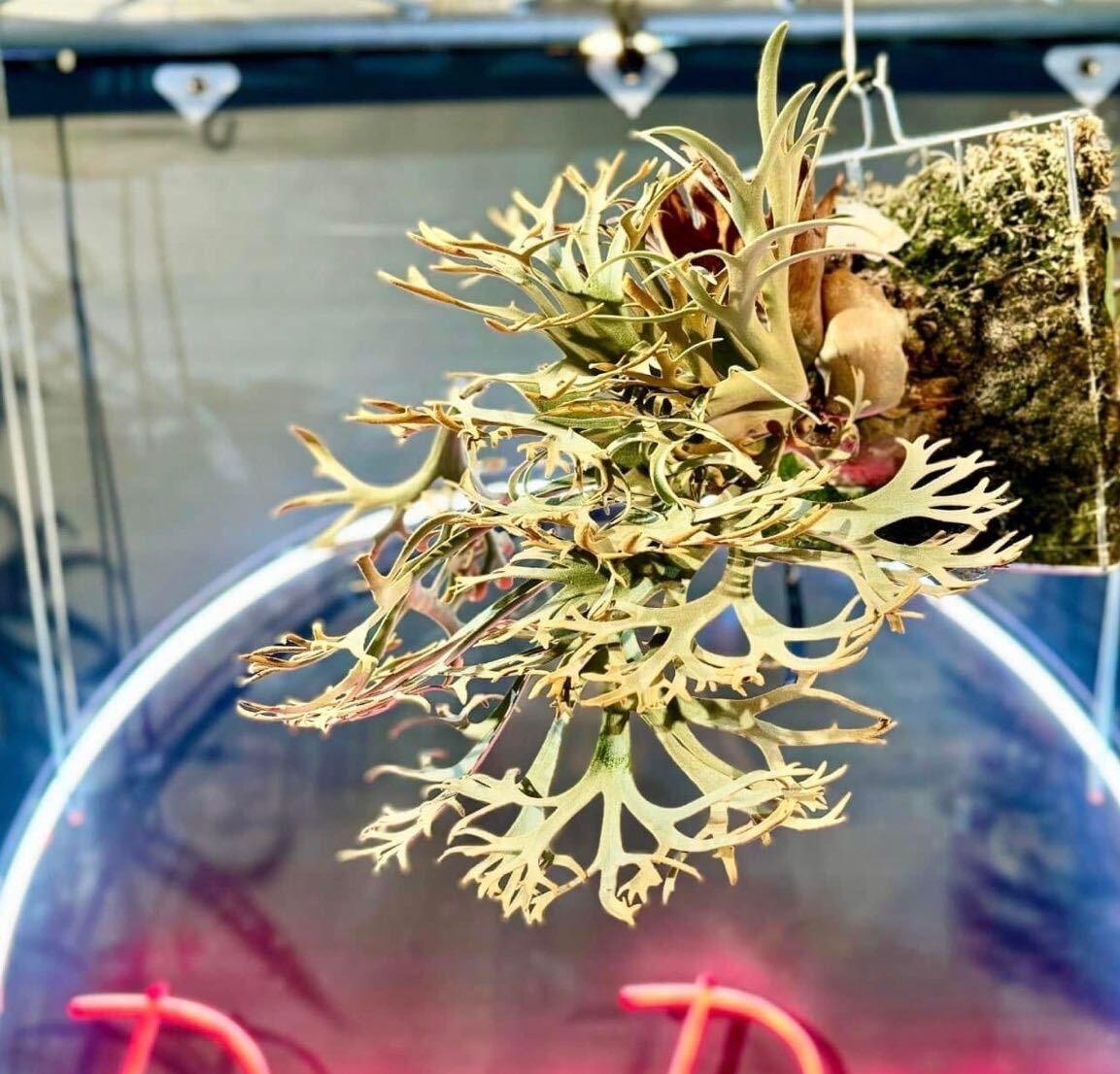 【未使用】★タイムセール★ 金童 P.willinckii 'Golden boy' spored 前葉体② ＠ビカ森wife 前葉体 ...