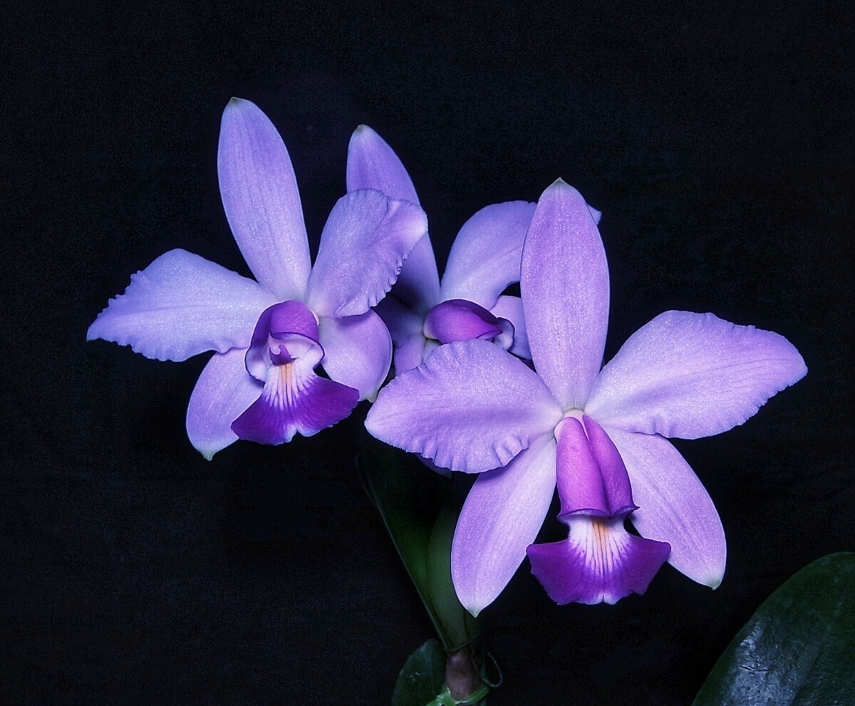 【目立った傷や汚れなし】¶★【洋蘭原種】★¶ C. violacea fma. coerulea ‘Neptune’ (OG) 開花大株の落札 ...