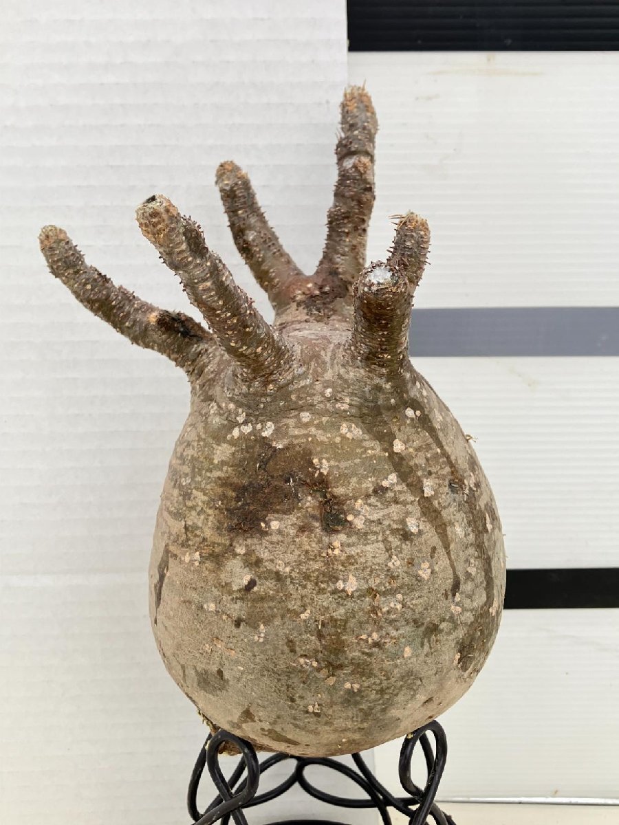 【未使用に近い】6164 「塊根植物」パキポディウム グラキリス M 厳選株 抜き苗【9/8最新到着・gracilius・根切確認済・マダガスカル】の落札情報詳細 - Yahoo!オークション ...