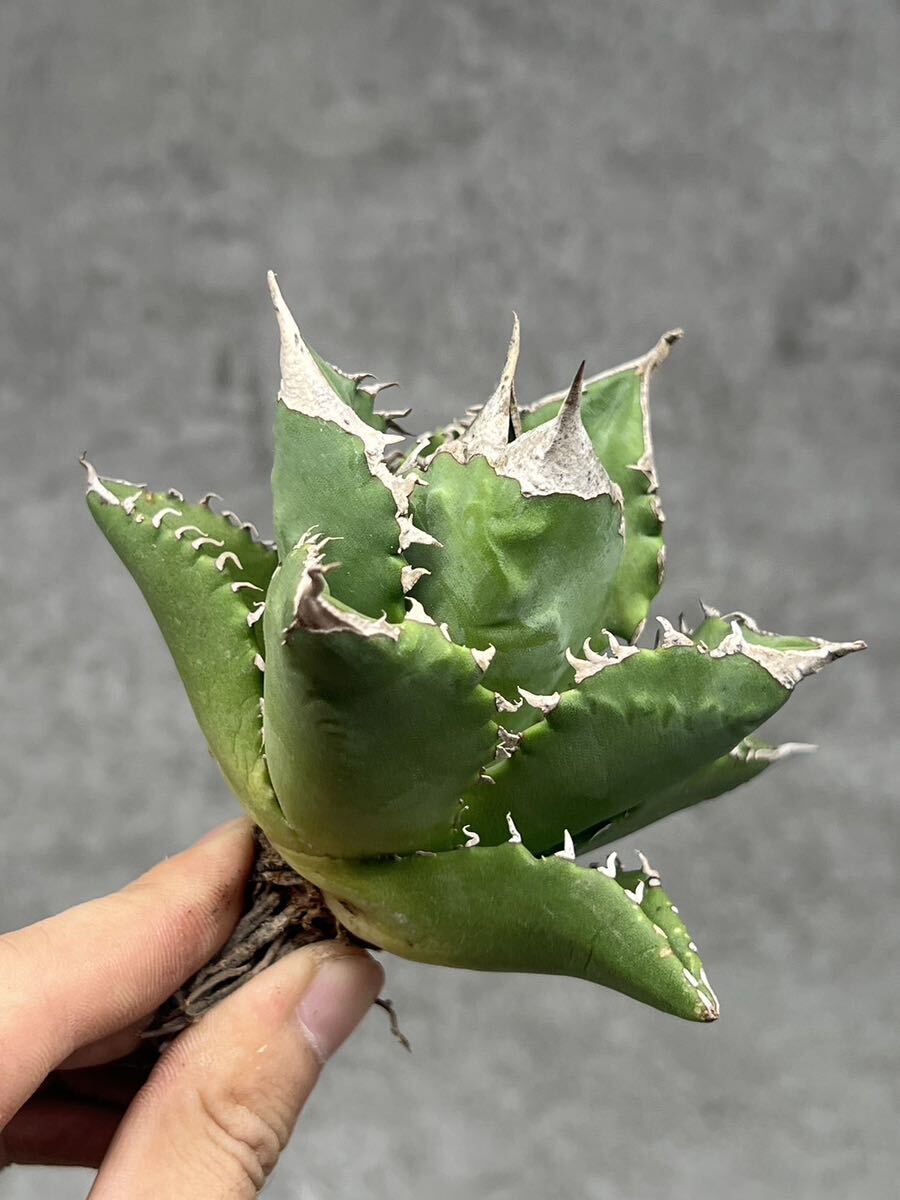 【やや傷や汚れあり】Y-1 【AGAVE TITANOTA ‘White Flame’ 白火】SPECIAL 極美株&厚肉ムチ株の落札情報詳細 ...