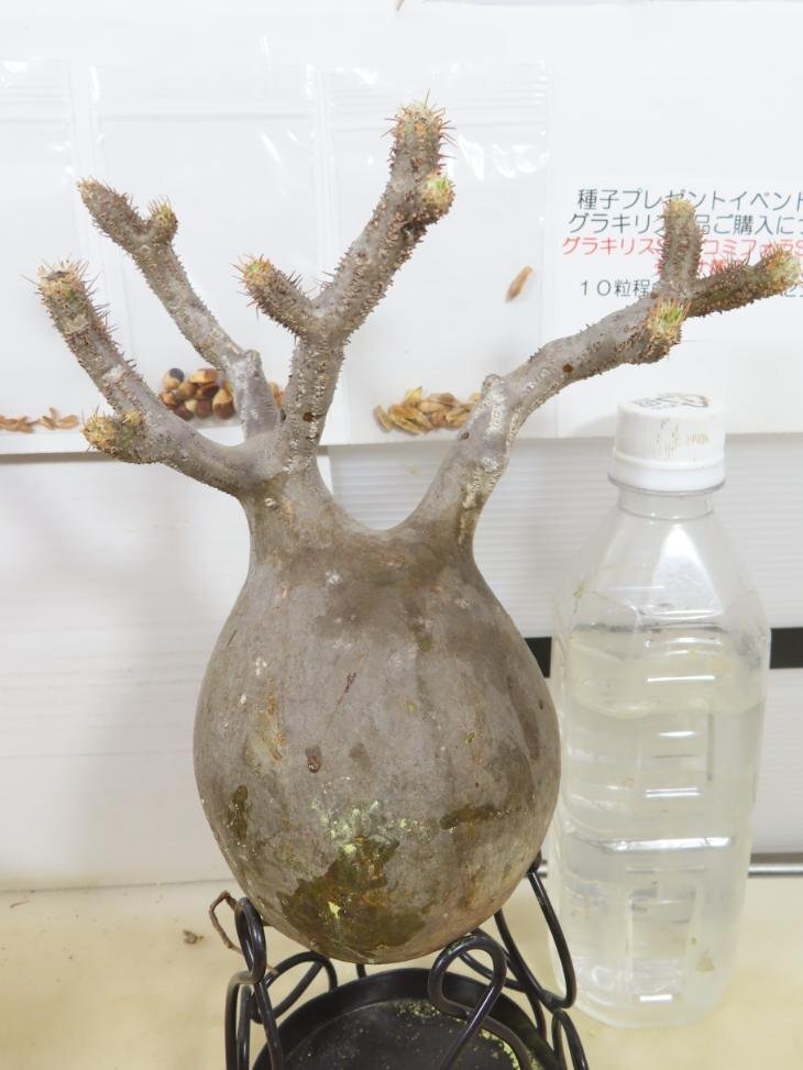 【未使用に近い】8194 「塊根植物」パキポディウム グラキリス S 抜き苗【10/18最新・gracilius・根切確認済・購入で塊根植物種子プレゼント！】の落札情報詳細 - Yahoo ...