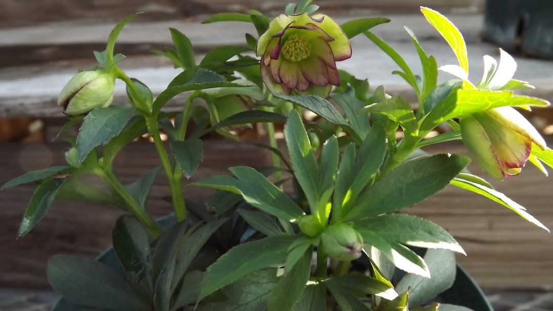 【傷や汚れあり】ヘッドホン double zero[C1436]の落札情報詳細 - Yahoo!オークション落札価格検索 オークフリー