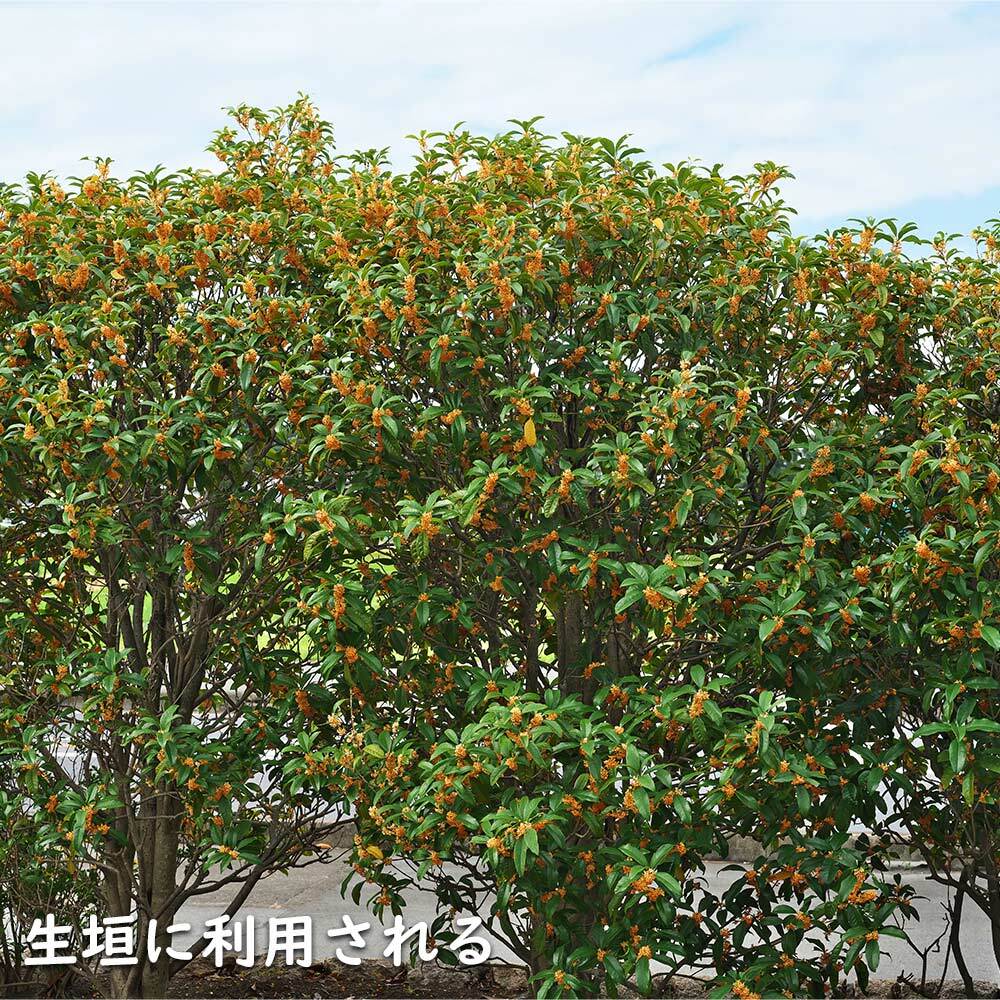 【未使用】キンモクセイ 0.5m 10.5cmポット 苗の落札情報詳細 - Yahoo!オークション落札価格検索 オークフリー