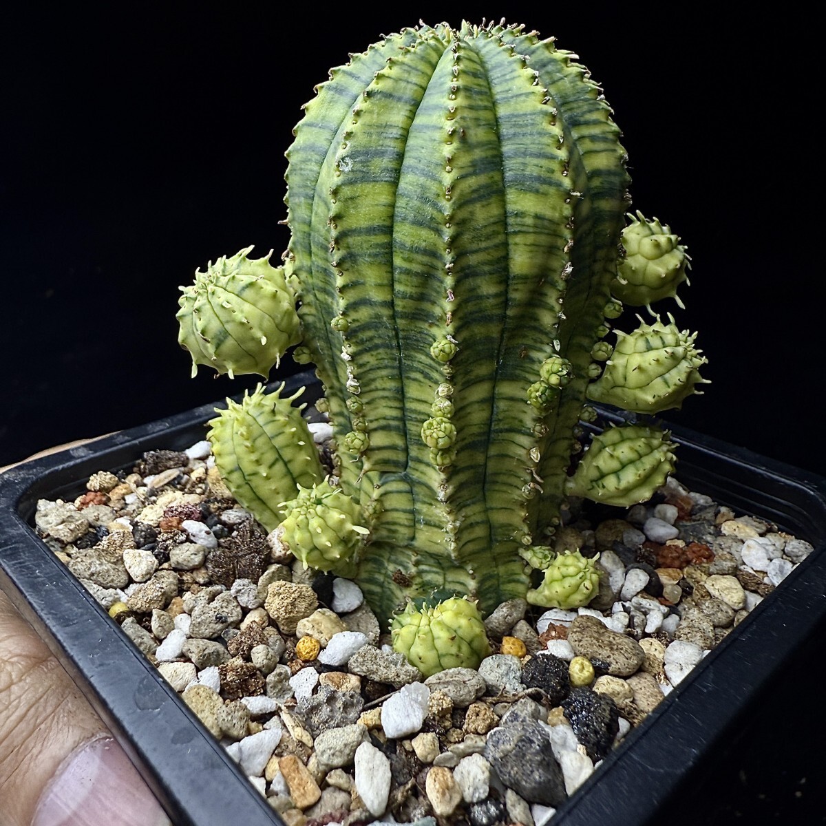 【目立った傷や汚れなし】45B ヨーロッパ入力 ユーフォルビア オベサブロウ Euphorbia obesa 錦 厳選極上美株の落札情報詳細 - Yahoo!オークション落札価格検索 オークフリー