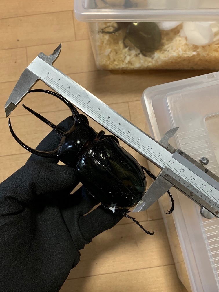 【未使用】クワガタショップMD MDカブトマットベーシック 10L×5袋の落札情報詳細 - Yahoo!オークション落札価格検索 オークフリー