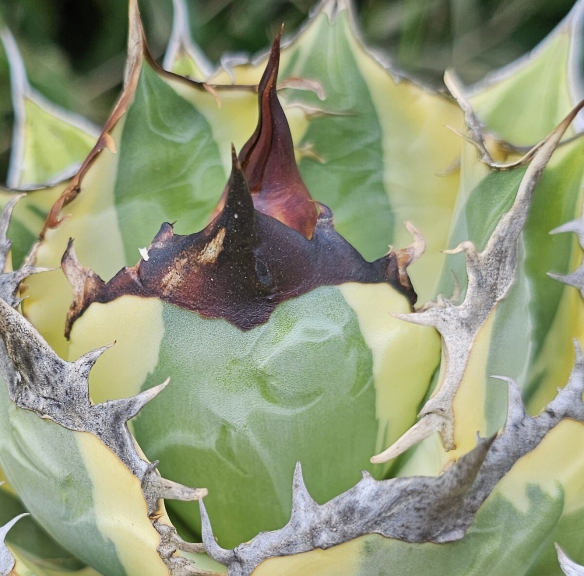 【やや傷や汚れあり】特大ボール スナグルトゥース 検（agave FO 076 チタノータ アガベ 白鯨 吉祥天 パリー ホリダ パープソラム ピンキーの落札情報詳細 - Yahoo ...