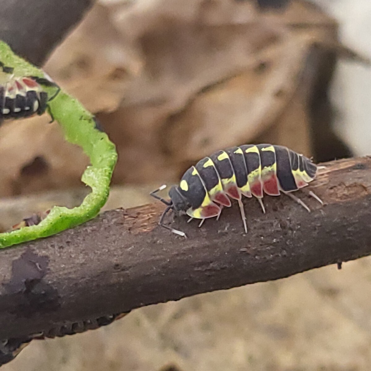【未使用】5匹+α レッドディアブロ メルラネラ 成体 ダンゴムシ ワラジムシ ワラダン merulanella sp.red diabloの ...