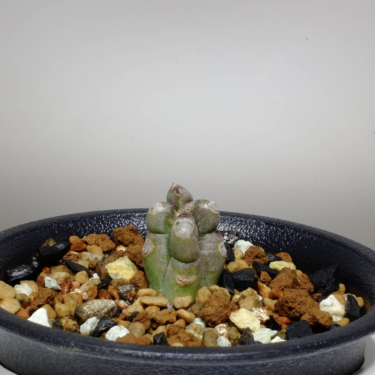 （589）クアクア ラモサ Quaqua ramosa ガガイモの落札情報詳細 - ヤフオク落札価格検索 オークフリー