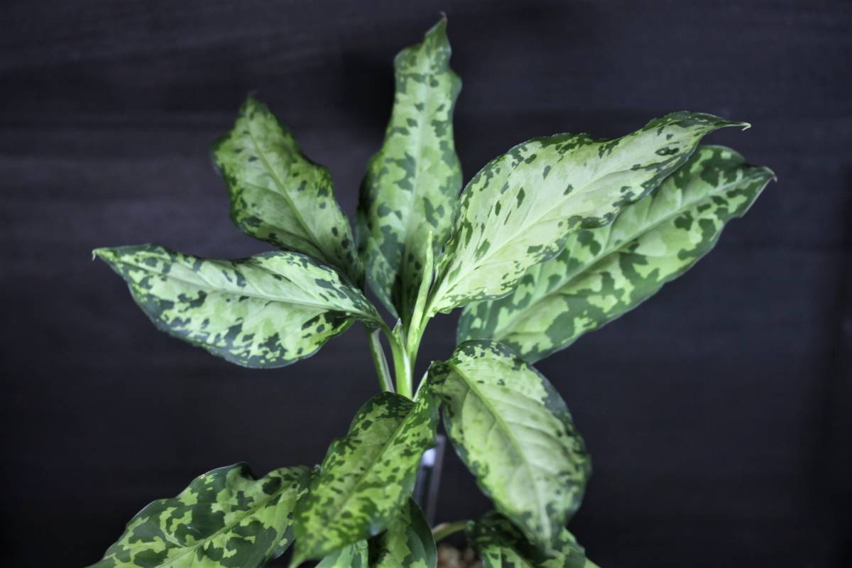 アグラオネマ ギャラクシー Aglaonema pictum ” Galaxy ” DFS from Sumatra Barat 【 AZ0912-1 】 の落札情報詳細 - Yahoo ...