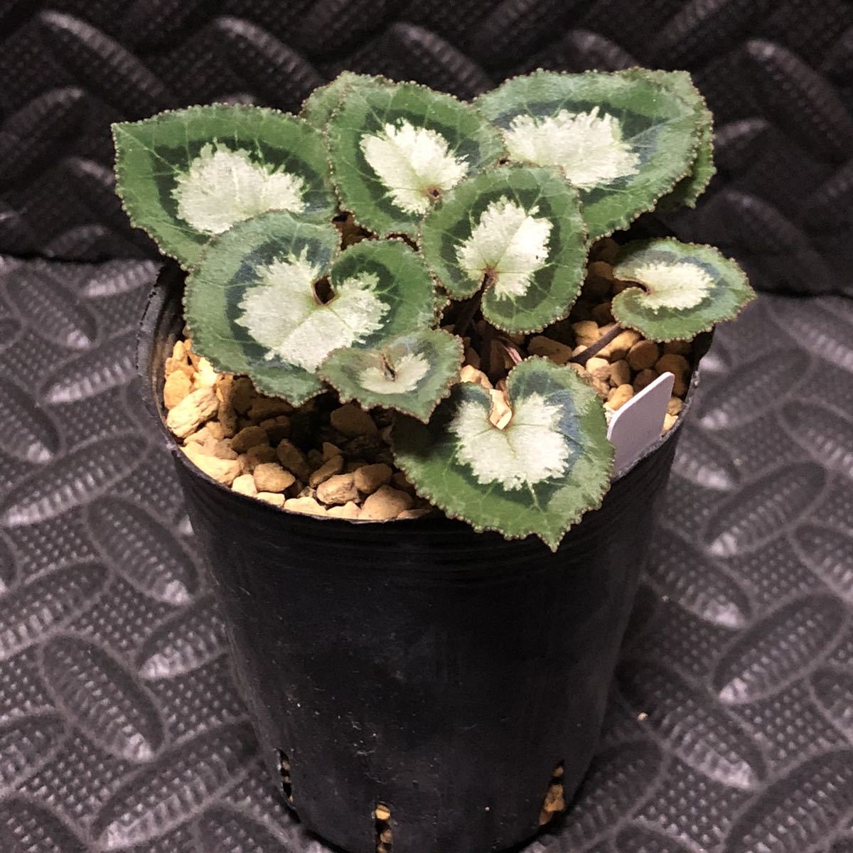 【新品】原種 シクラメン グラエカム CSE 苗 Cy. graecum CSEの落札情報詳細 - Yahoo!オークション落札価格検索 オークフリー