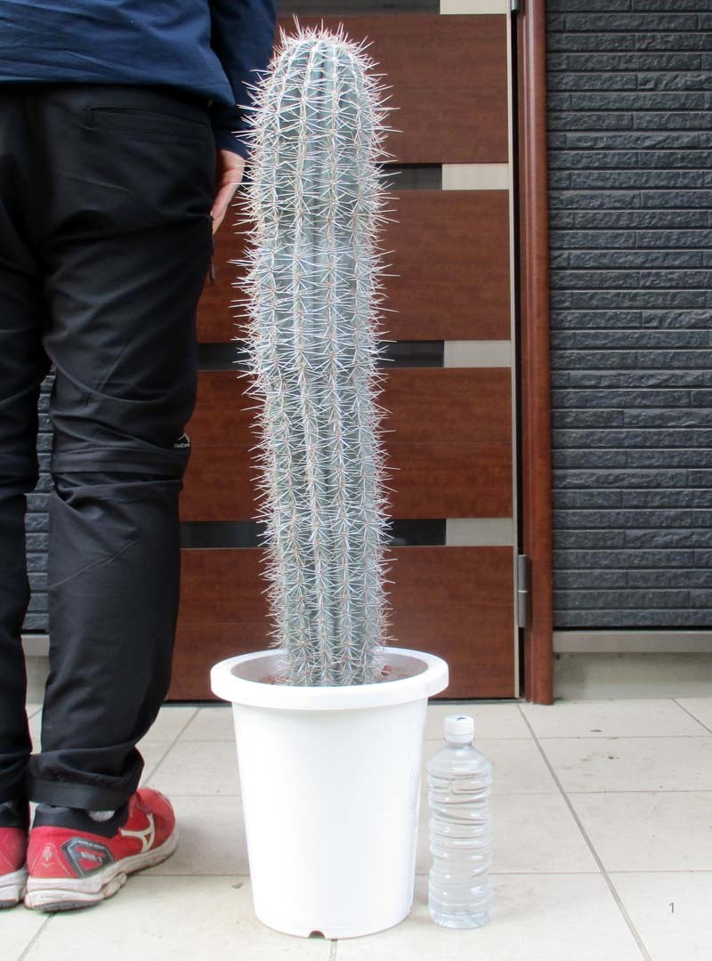 【新品】【現品】超大型サボテン ブリンチュウ（武倫柱）ブリン柱 8号 p29の落札情報詳細 - Yahoo!オークション落札価格検索 オークフリー