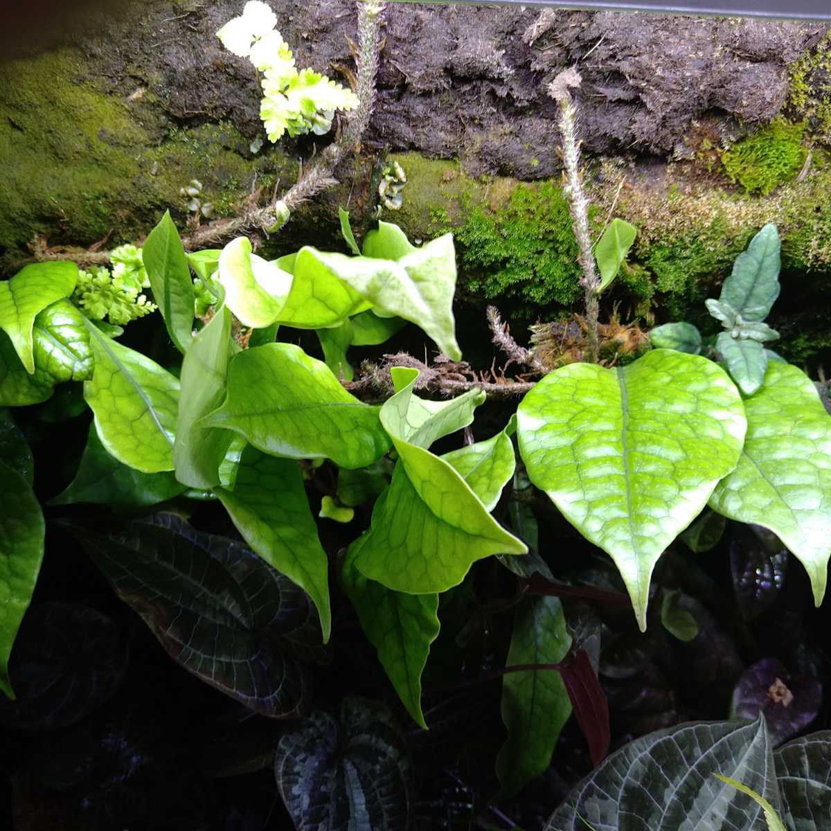 ミクロソルム リングイフォルメ タイ南部産 Microsorum linguiforme Southern Thailand ミクロソリウム ...