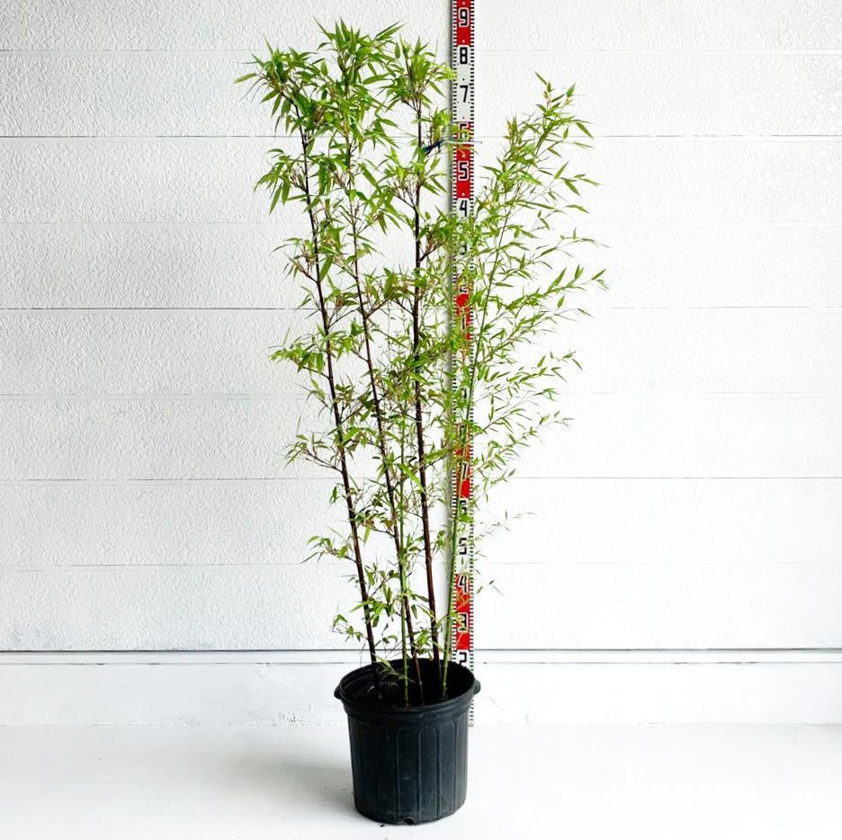 【新品】黒竹 ポット 約:180cm クロチク【和風モダン 坪庭 シンボルツリー アジアン クロ竹 観葉】126809 の落札情報詳細 ...