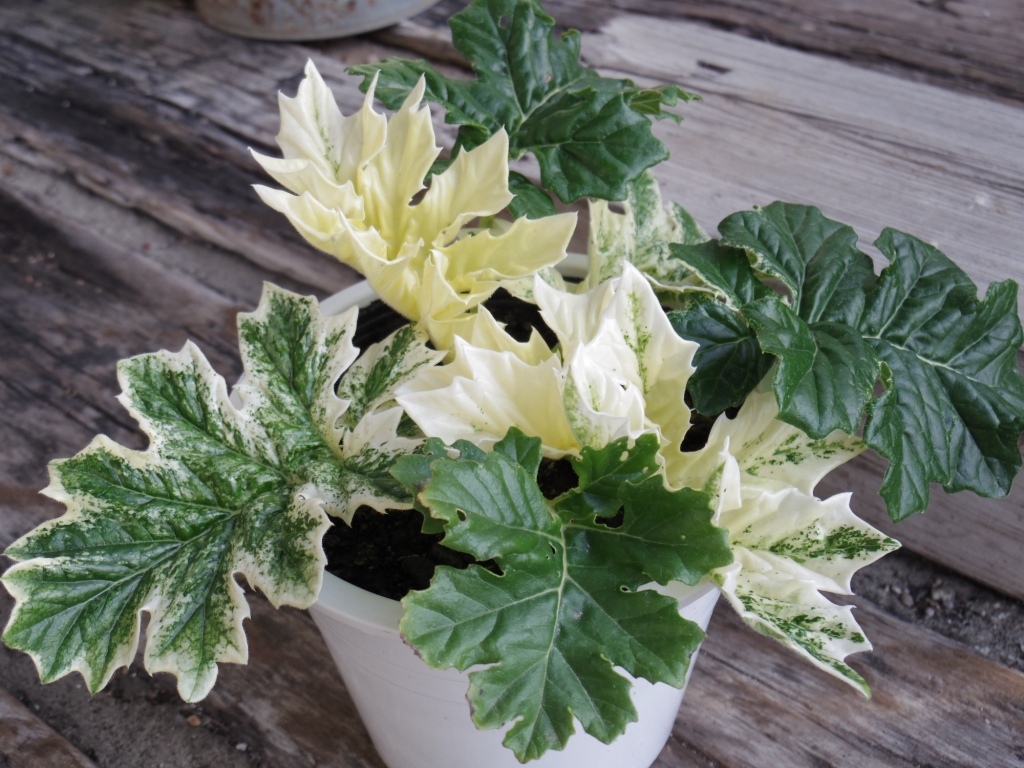 【未使用】【アカンサスモリス・タスマニアン・エンジェル＊Acanthus molis Tasmanian Angel＊斑入り品種＊】02★写真 ...