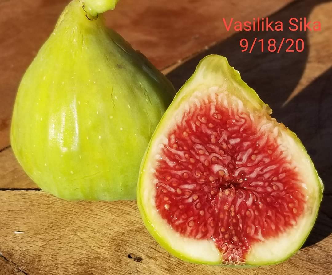 【傷や汚れあり】『おすすめ』Vasilika Sika (ヴァシリカ シカ) イチジク苗の落札情報詳細 - ヤフオク落札価格検索 オークフリー