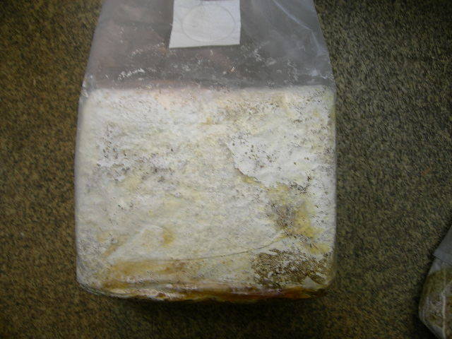 【未使用】4000cc ヒラタケ菌糸ブロック 2個 B品の落札情報詳細 - ヤフオク落札価格検索 オークフリー