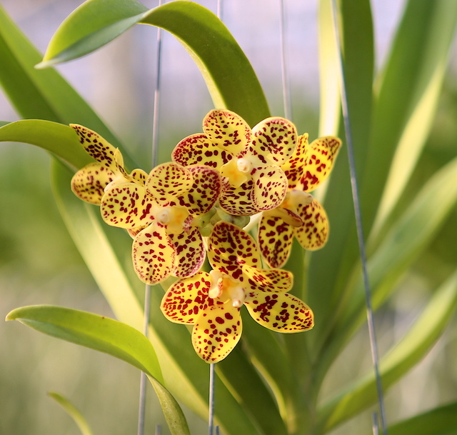 【未使用】洋蘭 Vandopsis. parishii x Ascda.guo chia long バンダ系 7の落札情報詳細 - Yahoo ...
