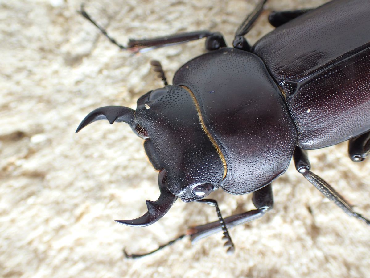 【未使用】【TARGET FIELD】トクノシマコクワガタ WF1ペア の落札情報詳細| ヤフオク落札価格情報 オークフリー