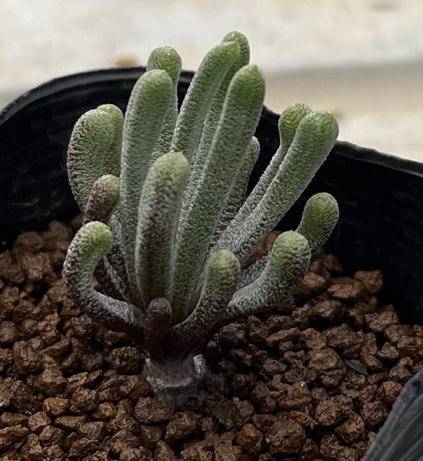 【目立った傷や汚れなし】ブルビネ Bulbine sp Nakaberg ②の落札情報詳細 - ヤフオク落札価格検索 オークフリー