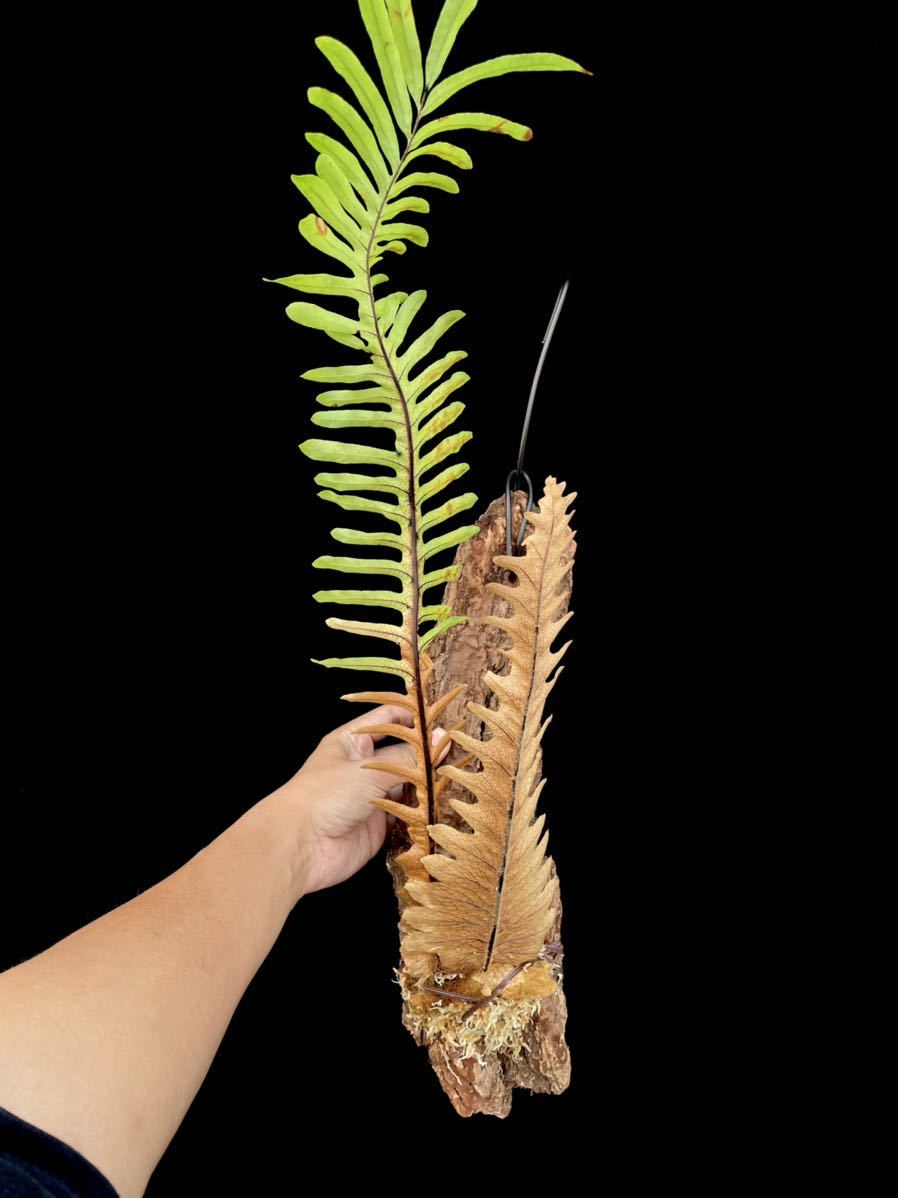 【未使用】KSB:Aglaomorpha splendensフィリピンルソン島高地産アグラオモルファの落札情報詳細 - ヤフオク落札価格情報 ...