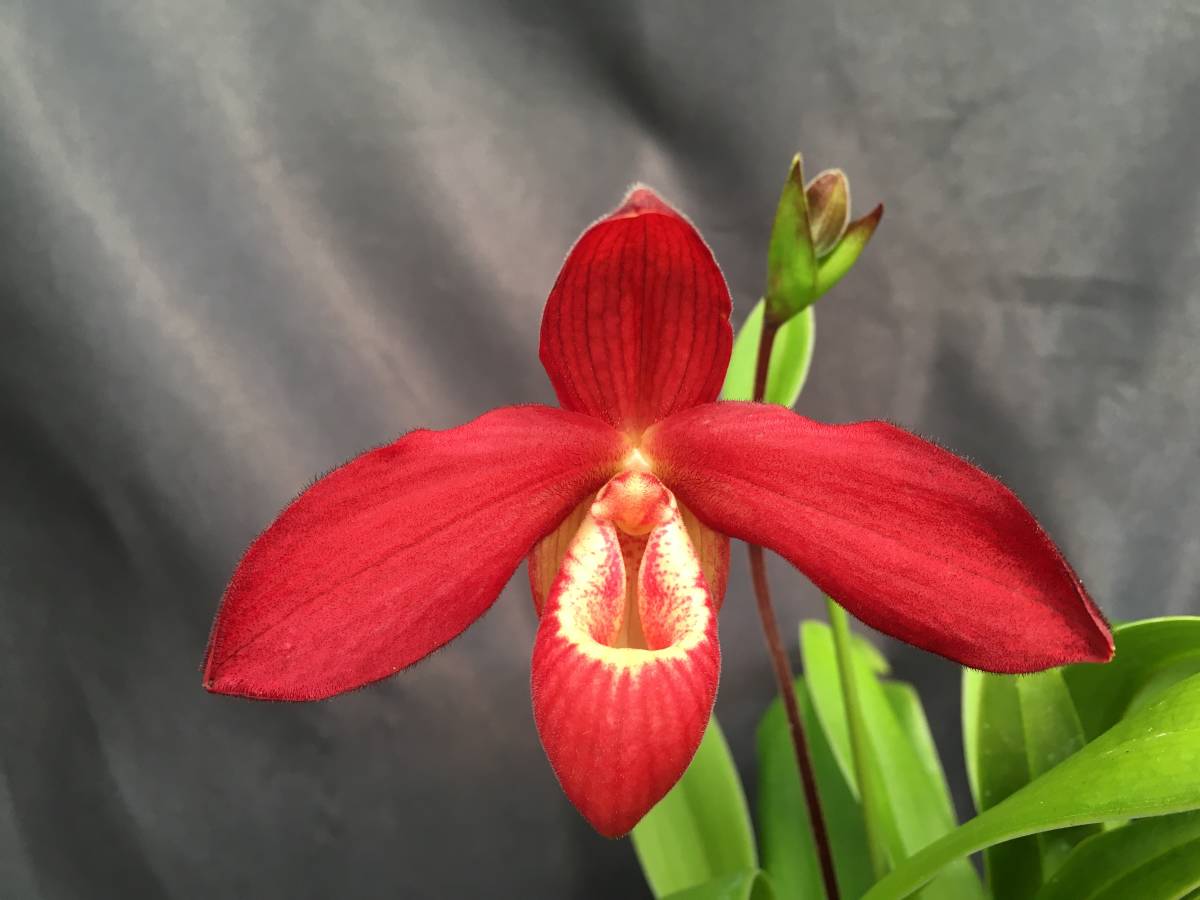 【未使用】洋蘭 交配種 フラグミペディウム属 Phrag.Andean Fire 濃輝赤色美花 当園実生株 芽数の多い極良株 今秋以降開花予定 ...