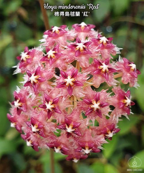 【未使用】(^。 ^)(903)新入荷, Hoya mindorensis ‘Red’ (紅)の落札情報詳細 - ヤフオク落札価格検索 オークフリー