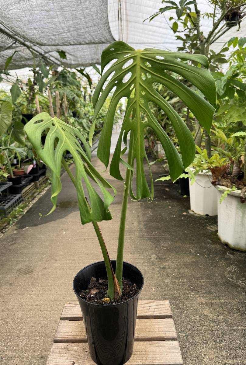 【目立った傷や汚れなし】モンステラ・デリシオサ・スケルトン ★ Monstera Deliciosa ' Skeleton 'の落札情報詳細 ...
