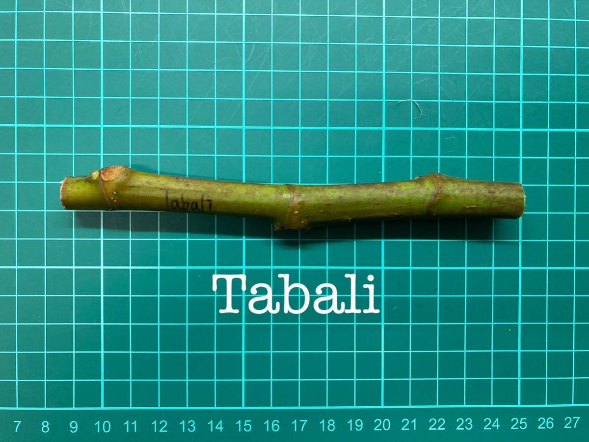 【やや傷や汚れあり】いちじく Tabali 挿し穂 1本（穂木・挿木）@12の落札情報詳細 - ヤフオク落札価格検索 オークフリー