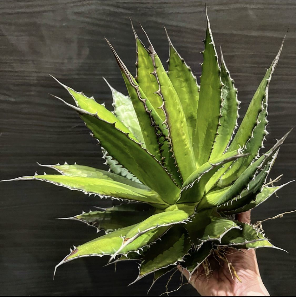 【未使用】hp 66 アガベ ホリダ osp育成株 w約28cmの落札情報詳細 - ヤフオク落札価格検索 オークフリー