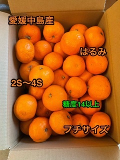 【やや傷や汚れあり】全国送料無料 プチサイズはるみみかん 傷無選別 家庭用 小玉 2S 3S 4S サイズ混合 箱込み5kg 愛媛中島産 ⑥の落札情報詳細 - ヤフオク落札価格検索 オークフリー