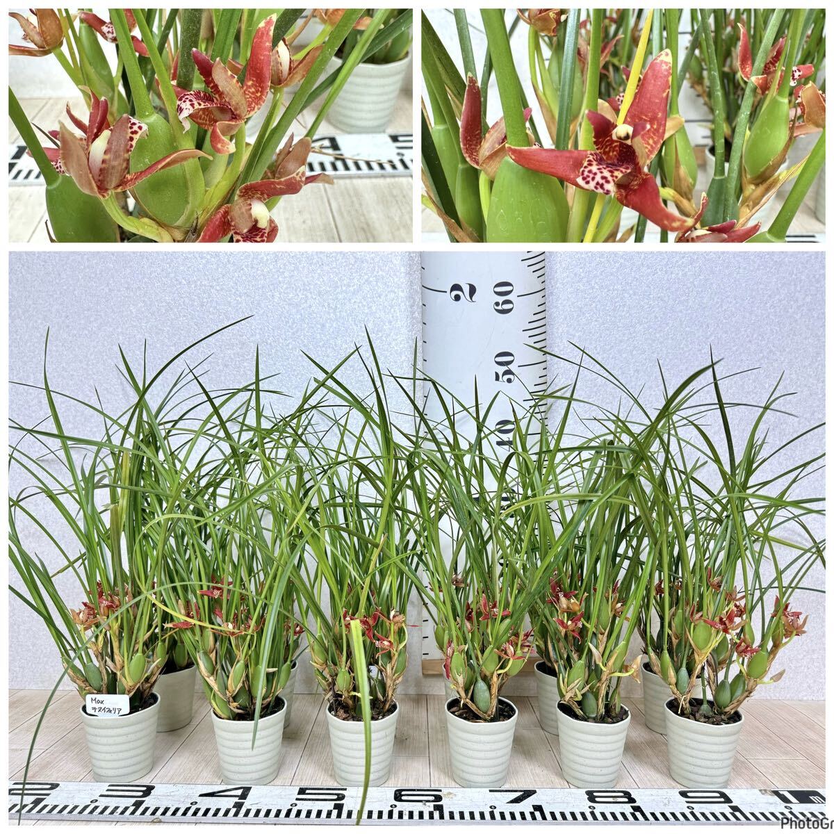 【未使用に近い】【 マキシラリア テヌイフォリア Max.tenuifolia 原種 12鉢セット 3号鉢 送料無料】の落札情報詳細 ...